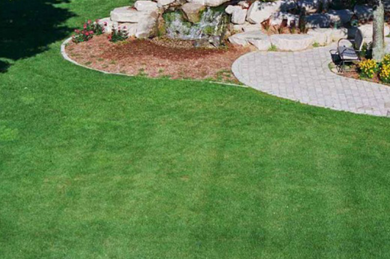 Spring Lawn Care Tips | Pro Lawn and Pest Control